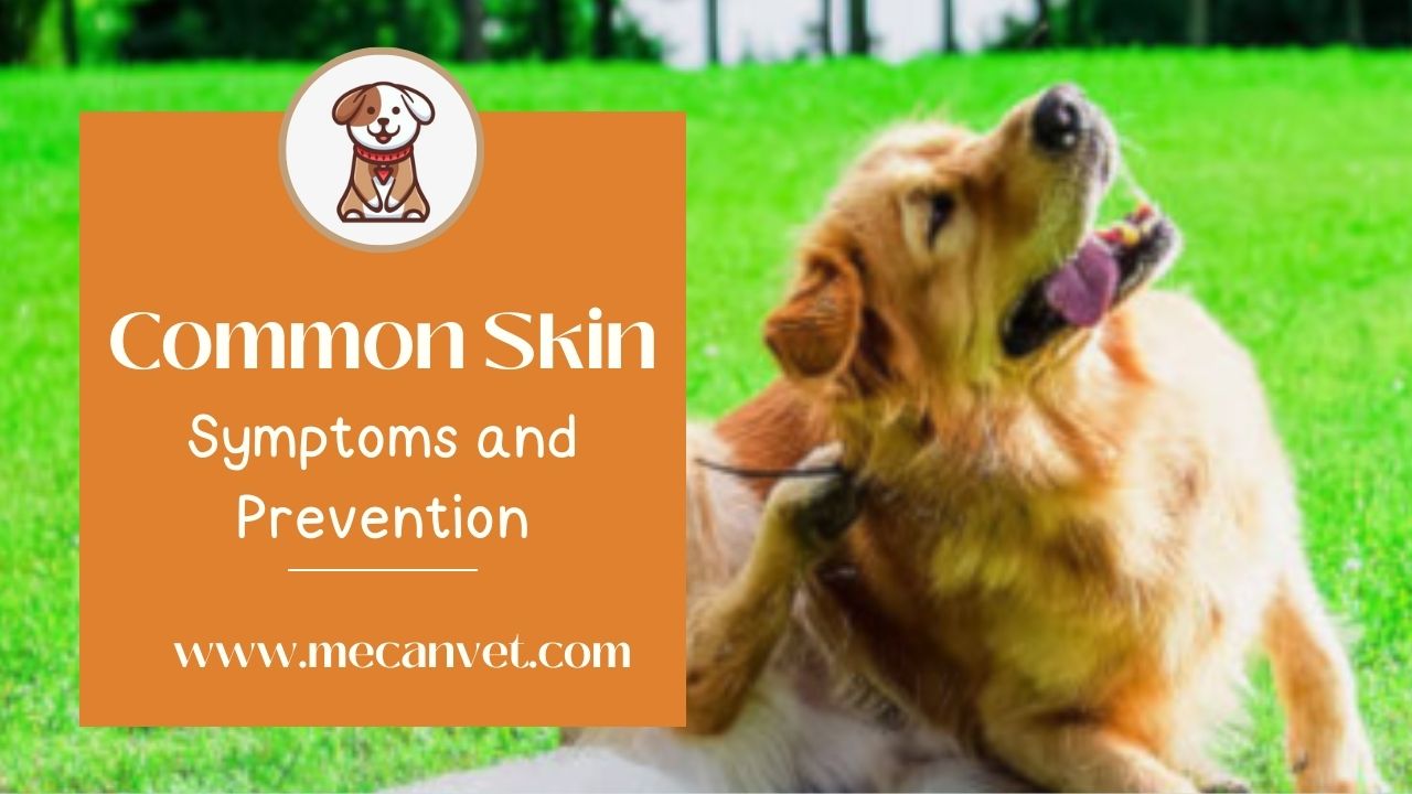Common Skin Conditions in Dogs: Symptoms and Prevention